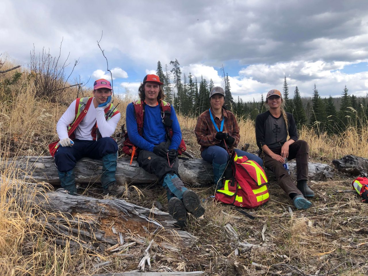 Job Openings - Apical Forestry